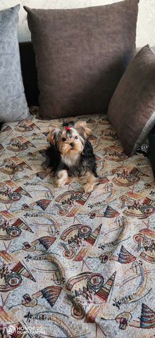 Подрощенная девочка йоркширского терьера