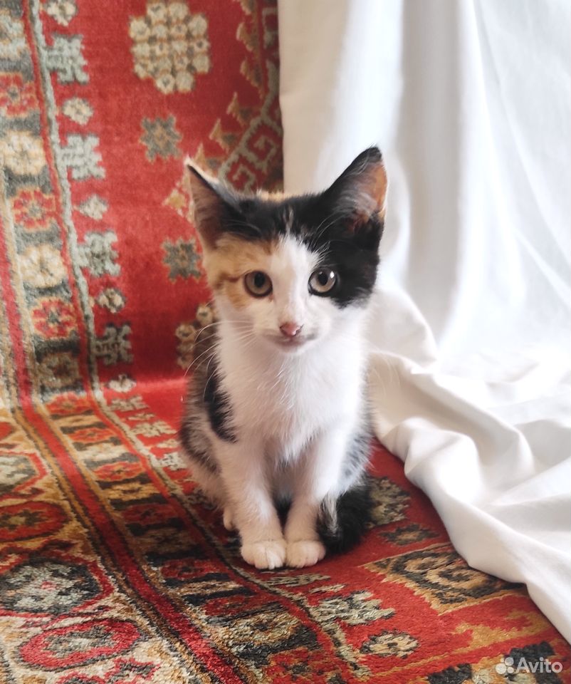 Трехцветная девочка-котенок ищет заботливых хозяев