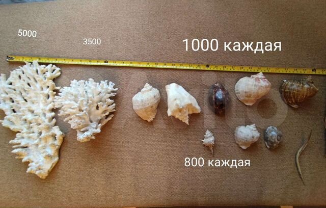 Кораллы морские