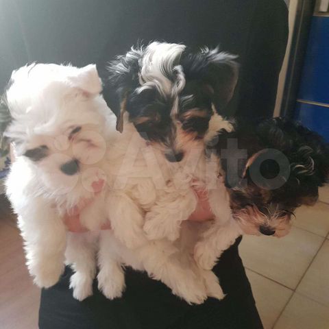 Щенки бивер йорка