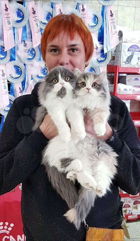 Шикарные котята хайленд фолд и хайленд страйт