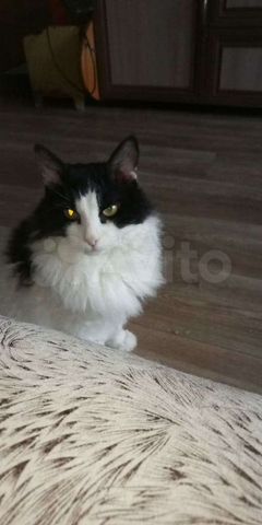 Кудрявый котик