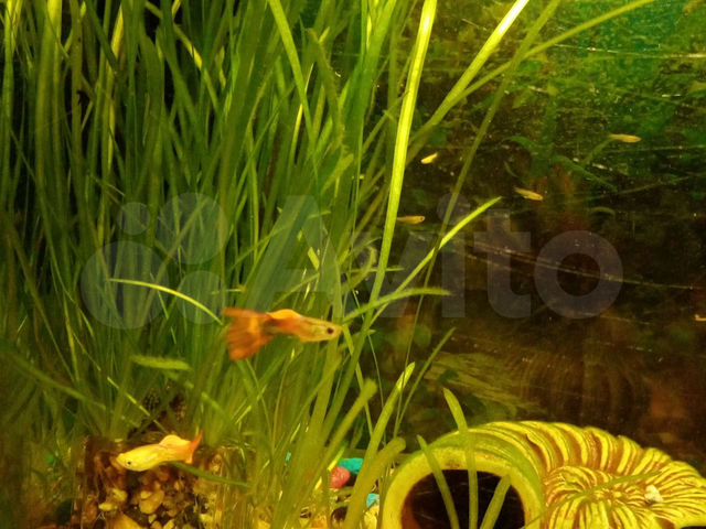 Аквариумные рыбки гуппи