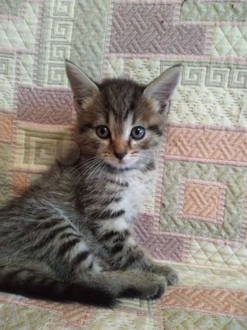 Кошечка Варя 1.5мес в дар