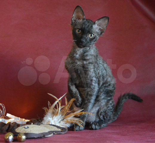 Кудрявое чудо,мальчик