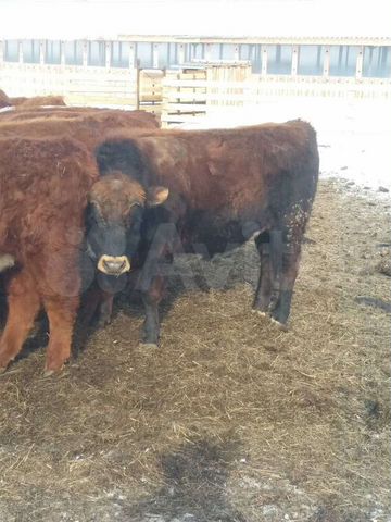 Быки и телочки "Герефорд"