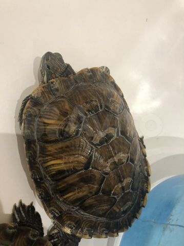 2 Черепахи