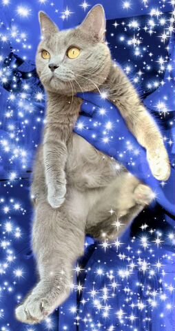 Британская кошка