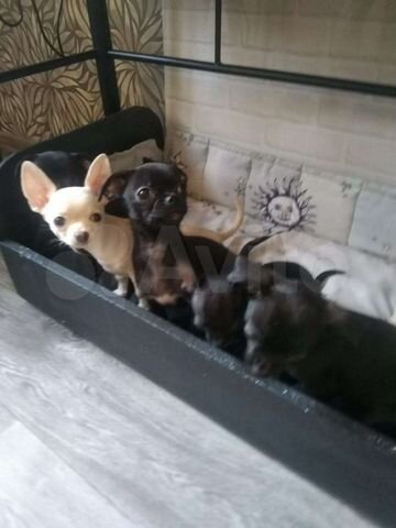 Щенки чихуахуа