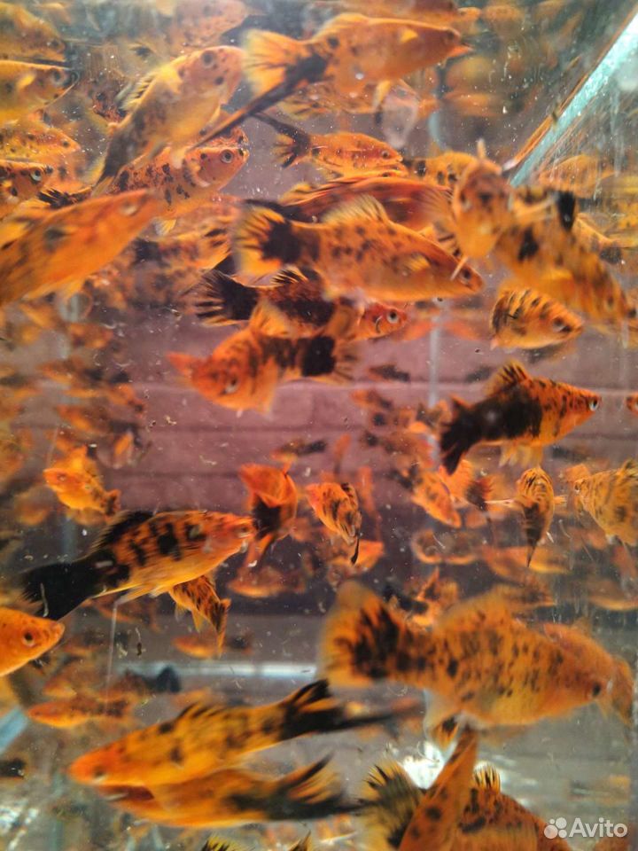 Аквариумные рыбки