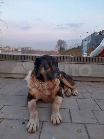 Собака алабай