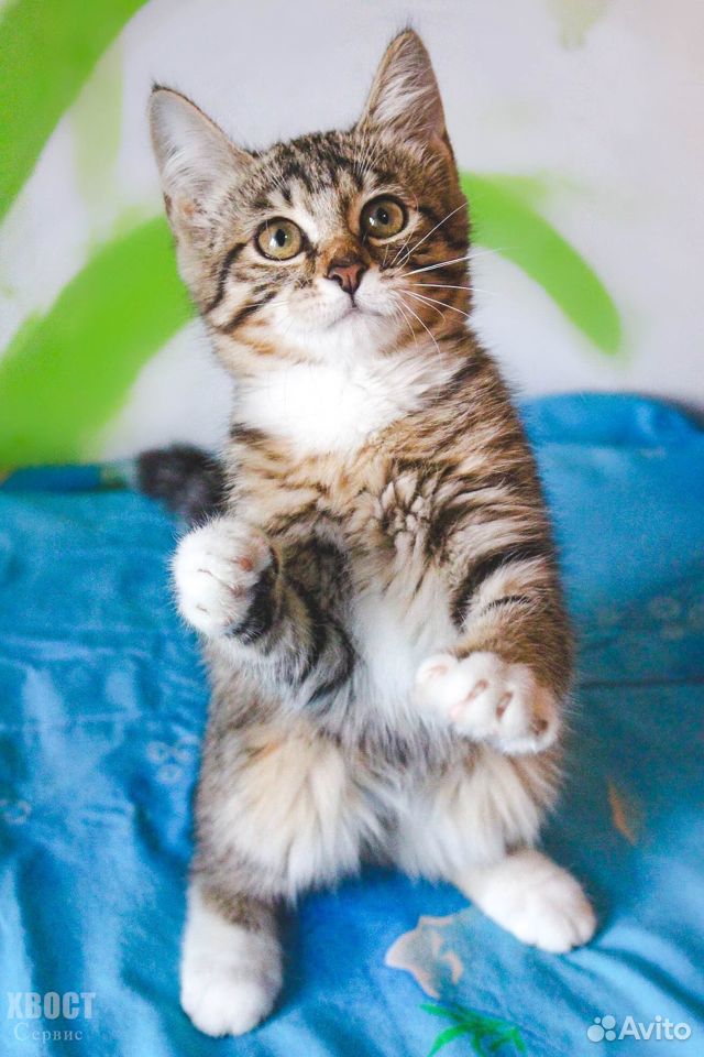 Котёнок Алиска, 3 мес. Стерилизована и привита