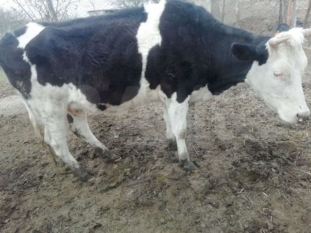 Продаются 2 доных каров