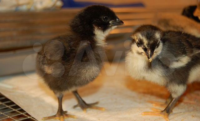 Цыплята и куры