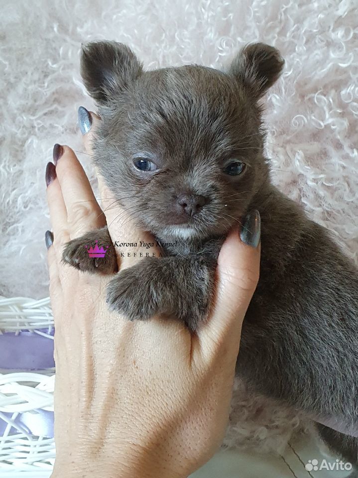 Лиловая девочка красавица чихуахуа