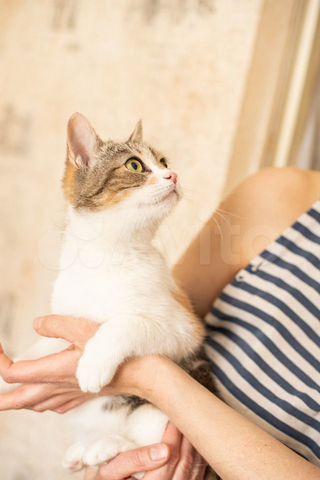 Кошка Пончик в добрые руки