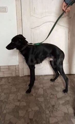 Левретка метис в добрые руки