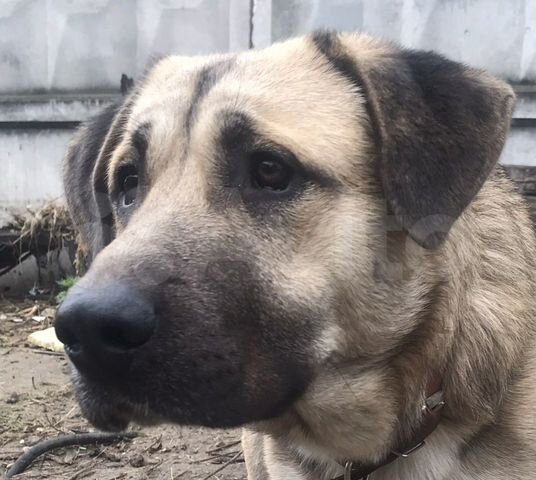 Невероятно красивая собака в добрые руки