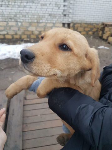 Щенок Мальчик 3 мес