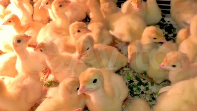 Продам Индюшат хайбрид конвертер