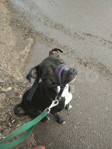 Отдам собаку