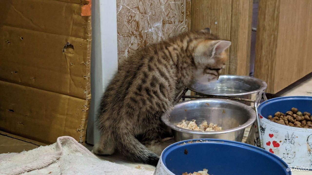 Бенгальские полукровки