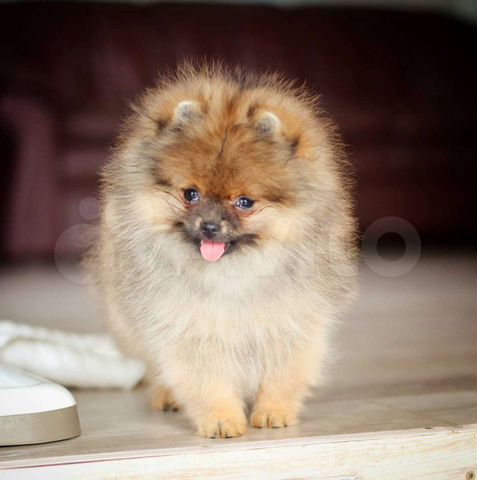 Померанский шпиц мальчик