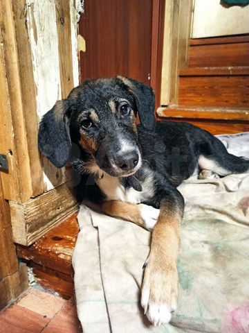 Чудесная Девочка щенок метис в добрые руки