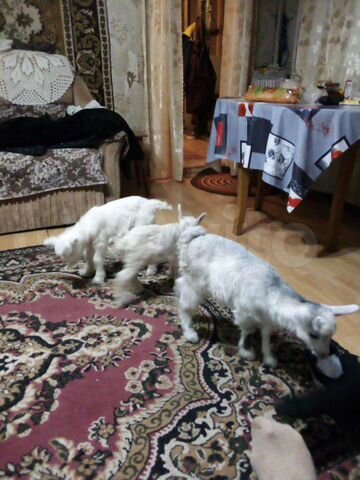 Месячные козлята,выпоенные молоком от молочных про