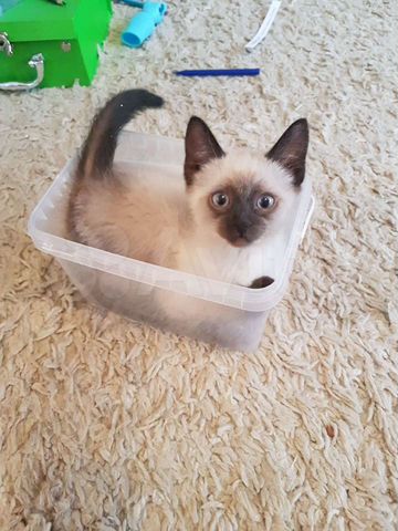 Котик тайский