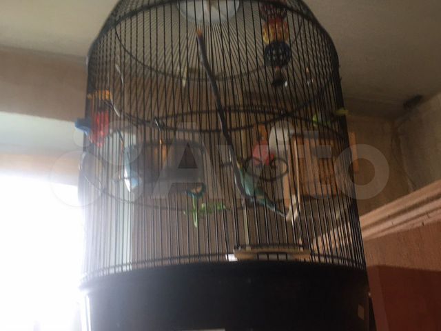 Отдам в дар волнистый попугай самец 2-2,5 года, ТК