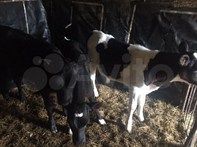 Продаются телята 2 тёлочки и 1 бычок