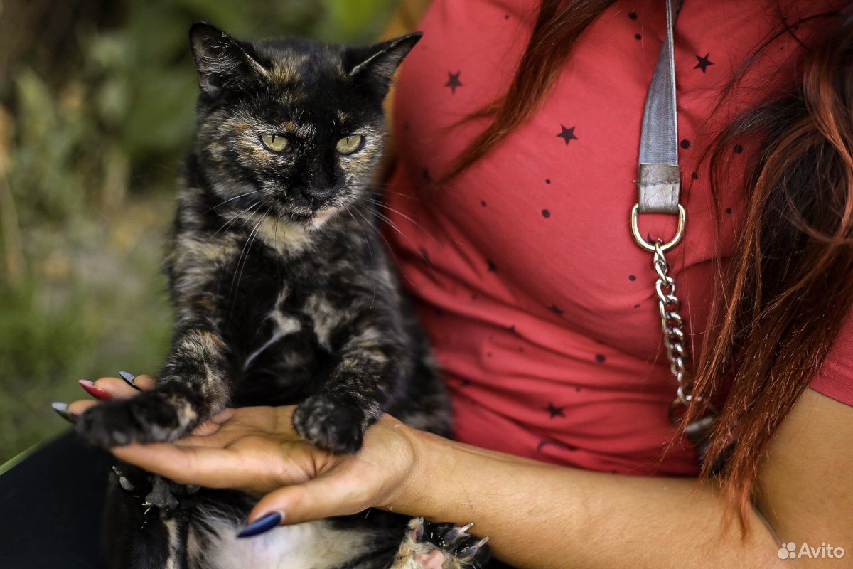 Стерилизованая молодая кошечка в добрые руки