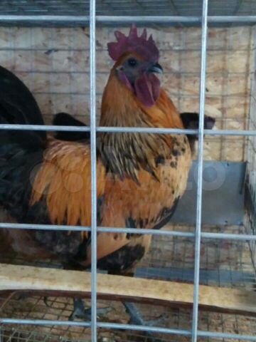 Лакеданзи, Маран, Амераукана, Синь Синь Дянь