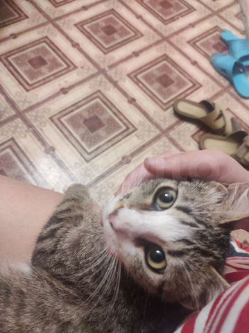 Котëнок