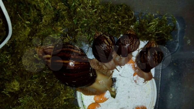 Улитка ахатина иммакулята, фулика, ретики