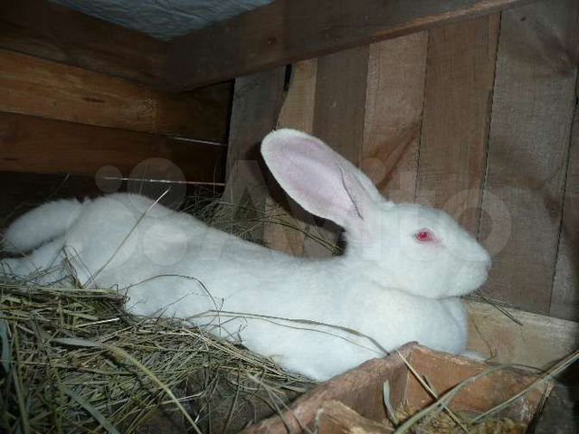 Белый великан рабочий самец