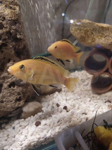 Йеллоу Лабидохромис рыбы