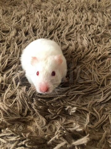 Сирийский хомяк девочка, 6 мес (2 особи)