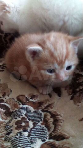 Отдам рыжую кошечку в добрые руки